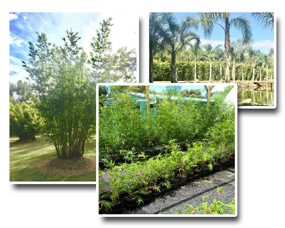 Planting bamboo through 4 amazing seasons - Bamboo Creations Victoria