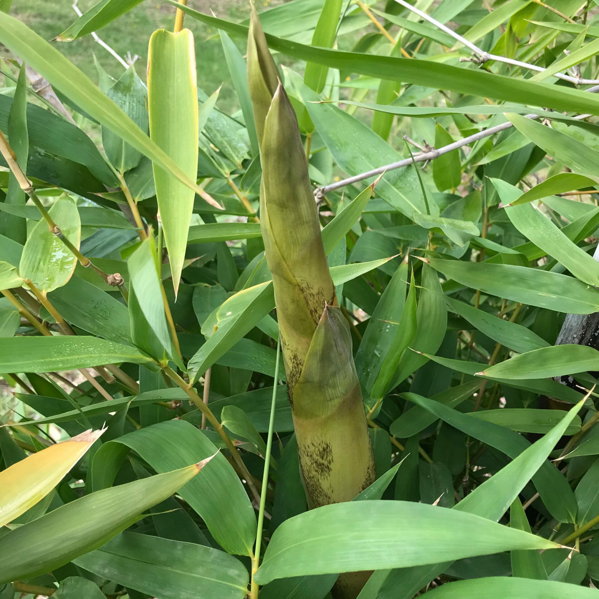 Balcooa Bamboo - Bamboo Creations Victoria