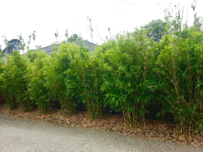 Gold Stripe Bamboo - Bamboo Creations Victoria