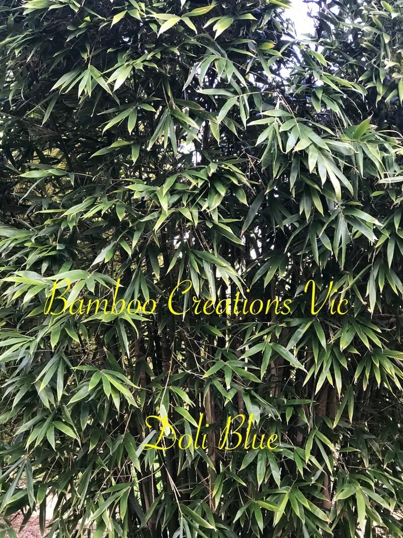 Doli Blue Bamboo - Bamboo Creations Victoria