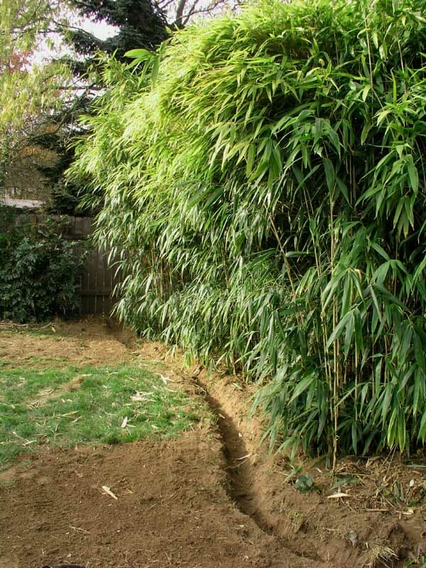 Arrow Bamboo - Bamboo Creations Victoria