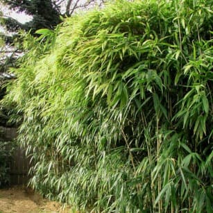 Arrow Bamboo - Bamboo Creations Victoria