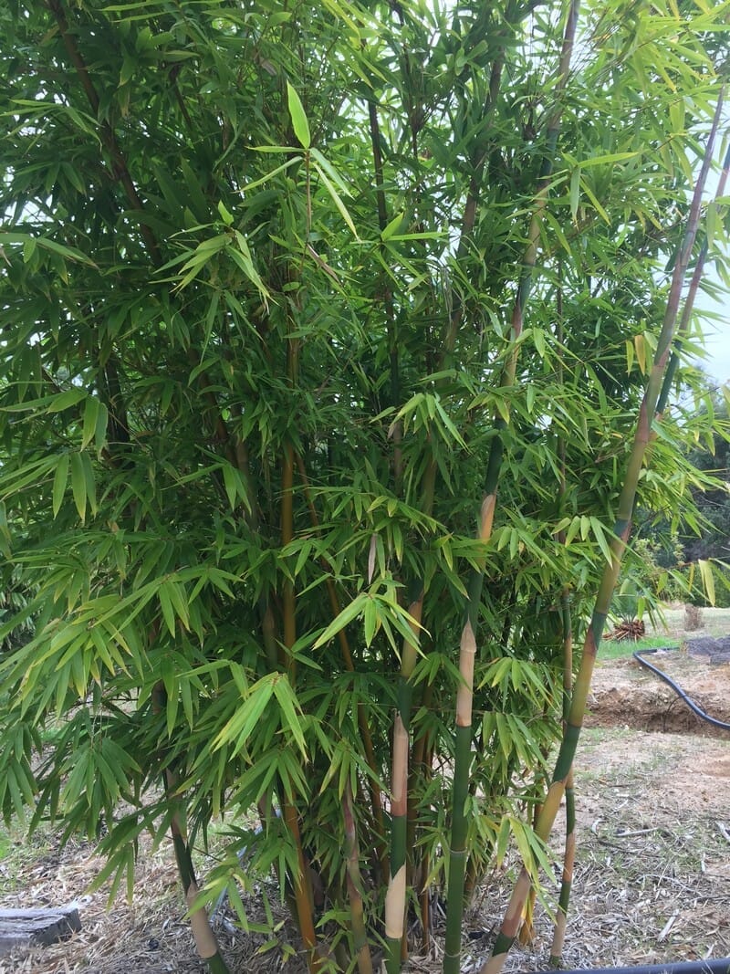 Silky Weaver's Bamboo - Bamboo Creations Victoria