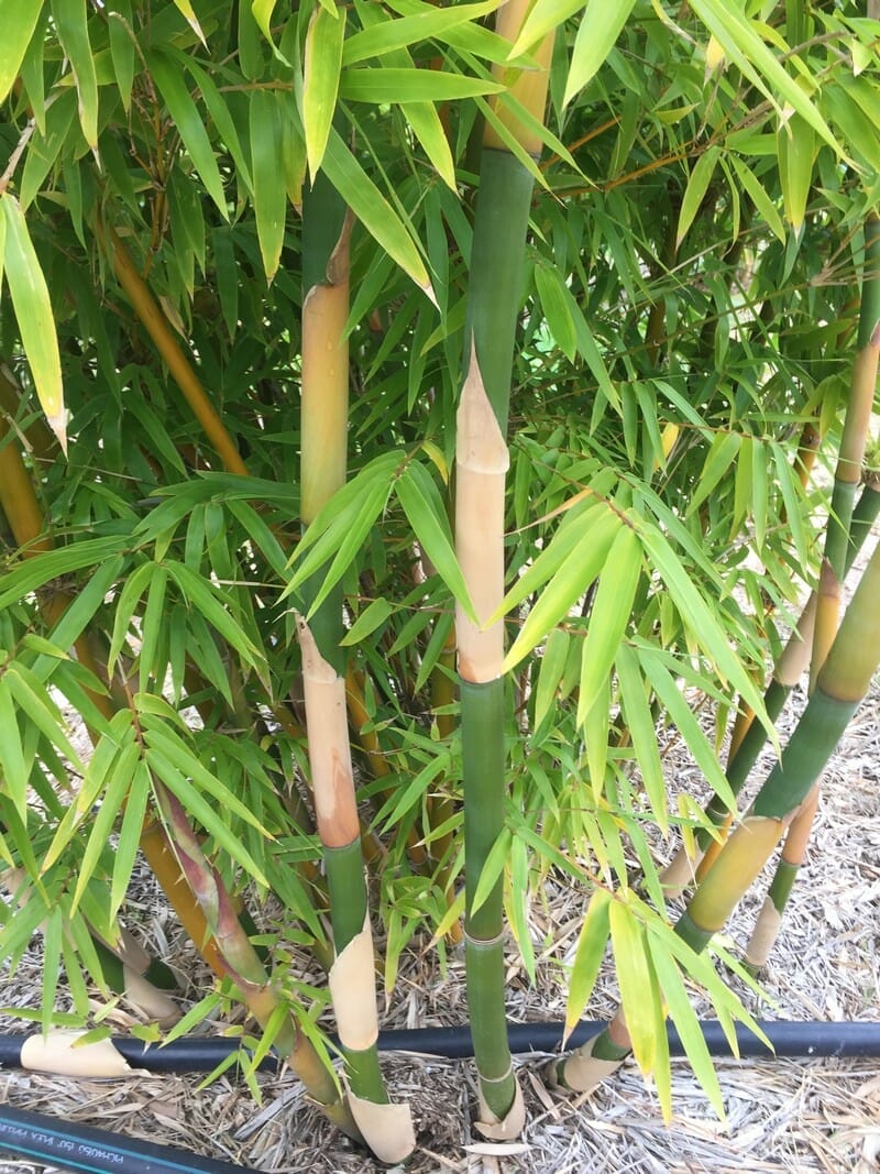 Silky Weaver's Bamboo - Bamboo Creations Victoria