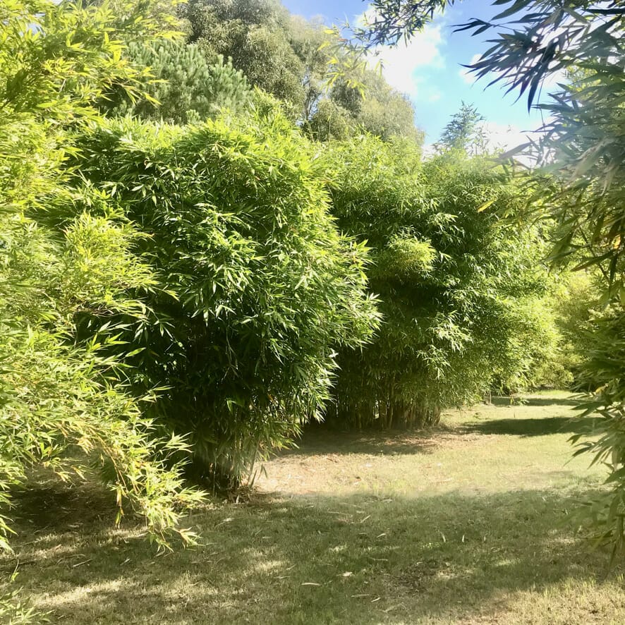 Beautiful Bamboo Garden Design in 5 Tips or more! - Bamboo Creations ...