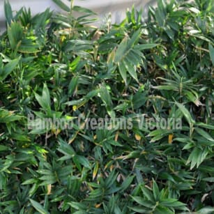 Pygmy Bamboo - Bamboo Creations Victoria