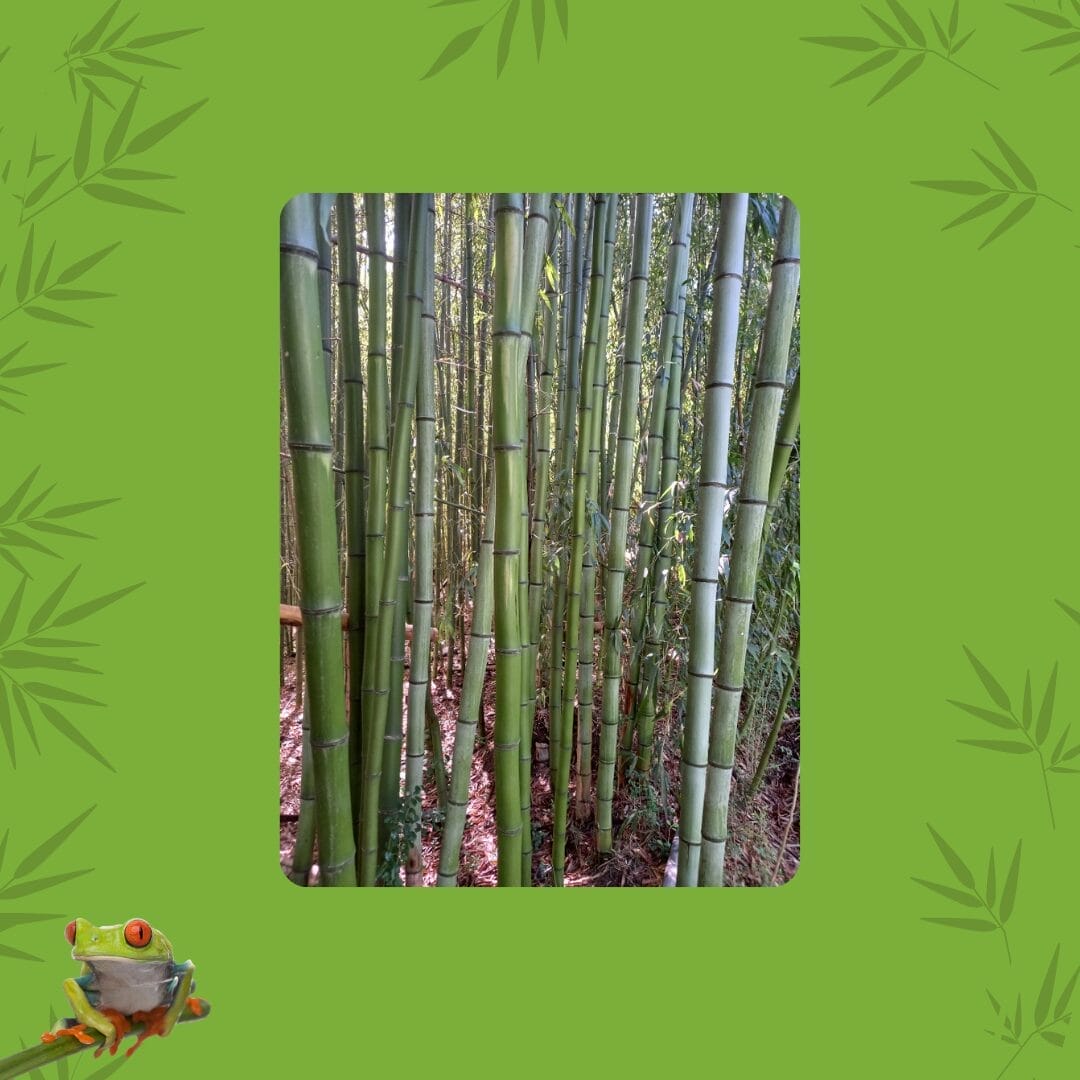 Bamboo - Bamboo Creations Victoria