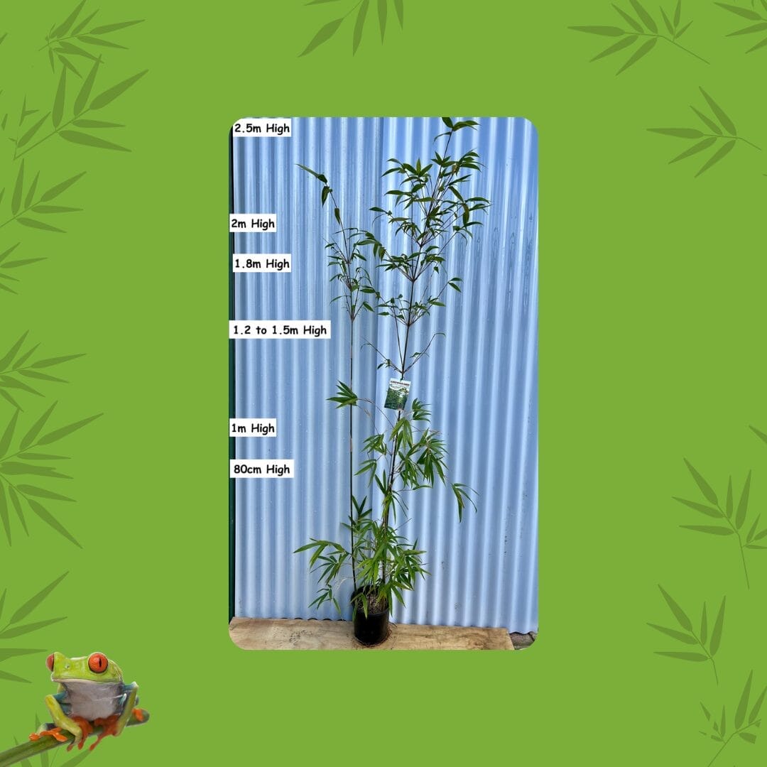 Bamboo - Bamboo Creations Victoria