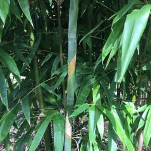 Doli Blue Bamboo - Bamboo Creations Victoria