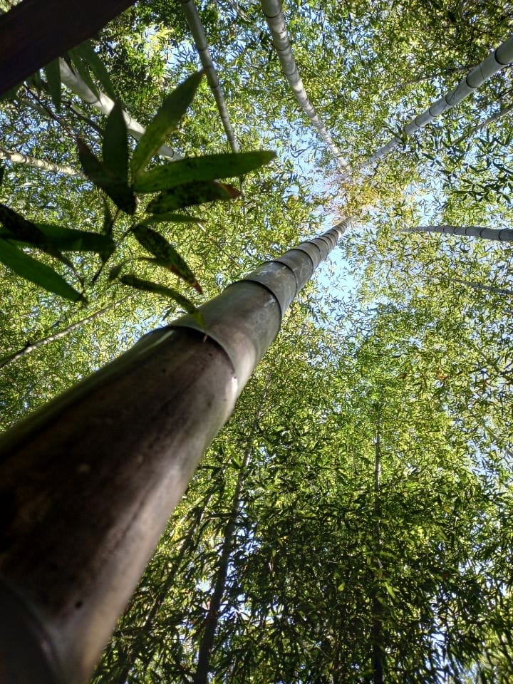 Madake Bamboo - Bamboo Creations Victoria