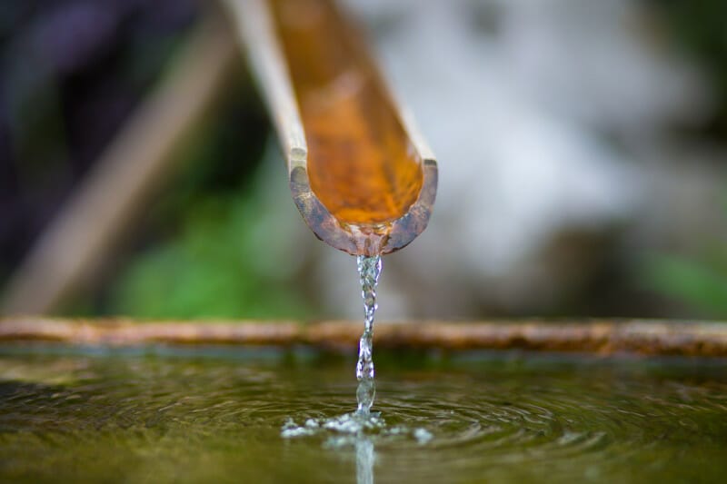 Watering bamboo tips for Hotter days - Bamboo Creations Victoria